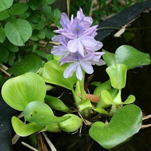 Floating Plants for Water Gardens and Ponds (Water Hyacinth)