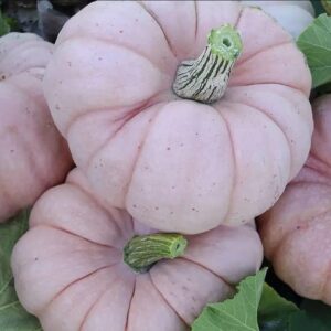 Porcelain Princess Pumpkin Seeds for Planting (10 Seeds)