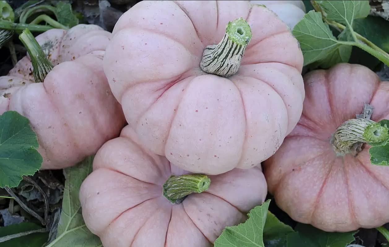 Porcelain Princess Pumpkin Seeds for Planting (10 Seeds)