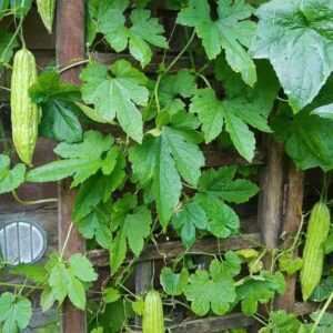 25 Long Bitter Melon Seeds - Khổ Qua Mỡ Trái Dài - Up to 16 inches Fast Growing - AKA. Bitter Gourd, Bitter Squash, Balsam Pear, Kyushu, Karela, Goya, Paval, Ampalaya, Vietnamese Bottle Gourd