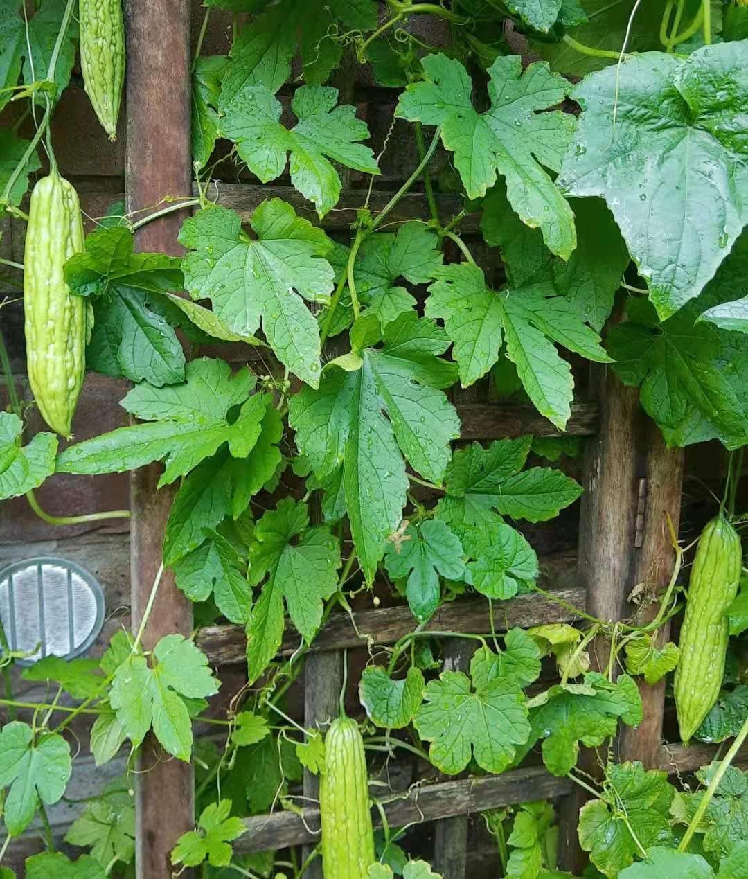 25 Long Bitter Melon Seeds - Khổ Qua Mỡ Trái Dài - Up to 16 inches Fast Growing - AKA. Bitter Gourd, Bitter Squash, Balsam Pear, Kyushu, Karela, Goya, Paval, Ampalaya, Vietnamese Bottle Gourd