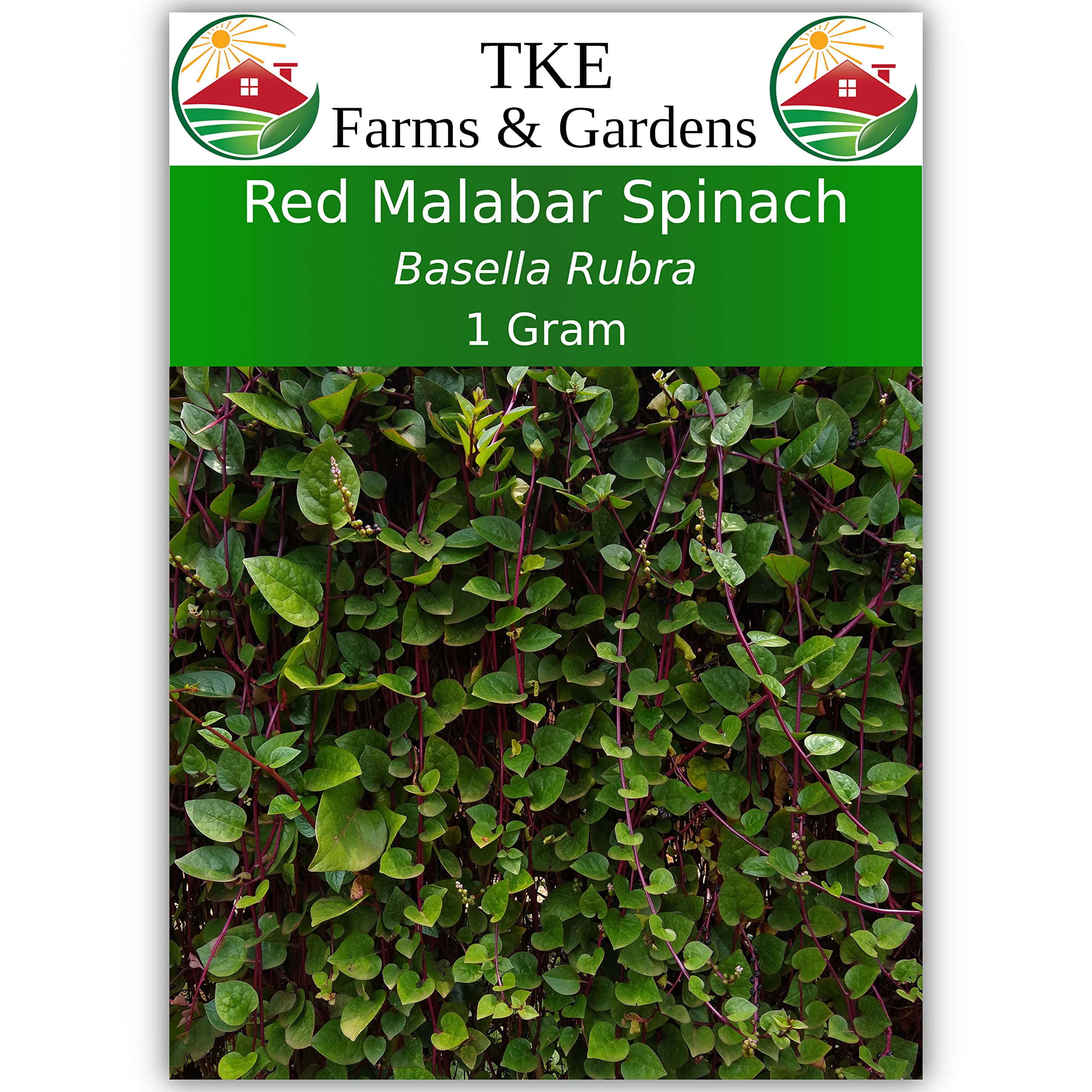 TKE Farms & Gardens, Red Malabar Spinach Seeds for Planting, 1 Gram, 40 Heirloom Seeds, Non-GMO, Packet Includes Instructions for Growing, Basella Rubra, Qty 1