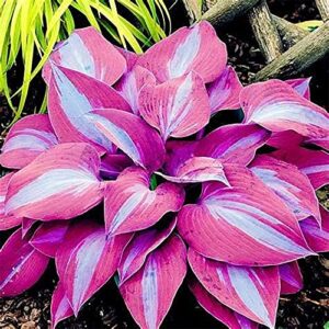 QAUZUY GARDEN 100 Rare Hosta Seeds for Outdoors Heirloom Striking Potted Hanging Basket Home Shade Garden Flower Easy to Care for & Propagate