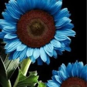 50pcs Midnight Oil Blue Sunflower Seeds Rare and Beautiful Black Hybrid Organic Sunflowers