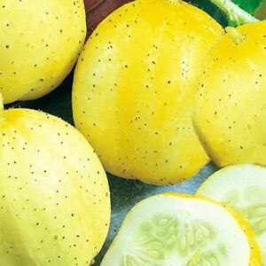 50 lemon cucumber seeds | non-gmo | heirloom | fresh garden seeds