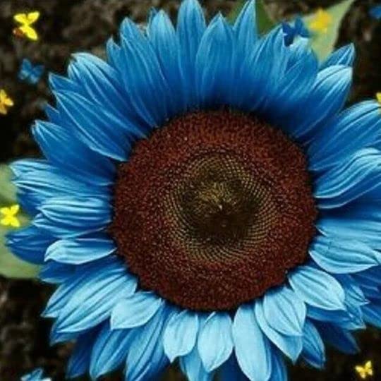 50pcs Midnight Oil Blue Sunflower Seeds Rare and Beautiful Black Hybrid Organic Sunflowers