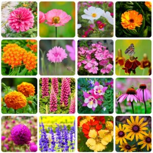 10000+ perennial mix wildflower seeds 16 assorted varieties of heirloom flower -1oz zinnia poppy crimson clover milkweed lupine marigold mexican hat sage nasturtium