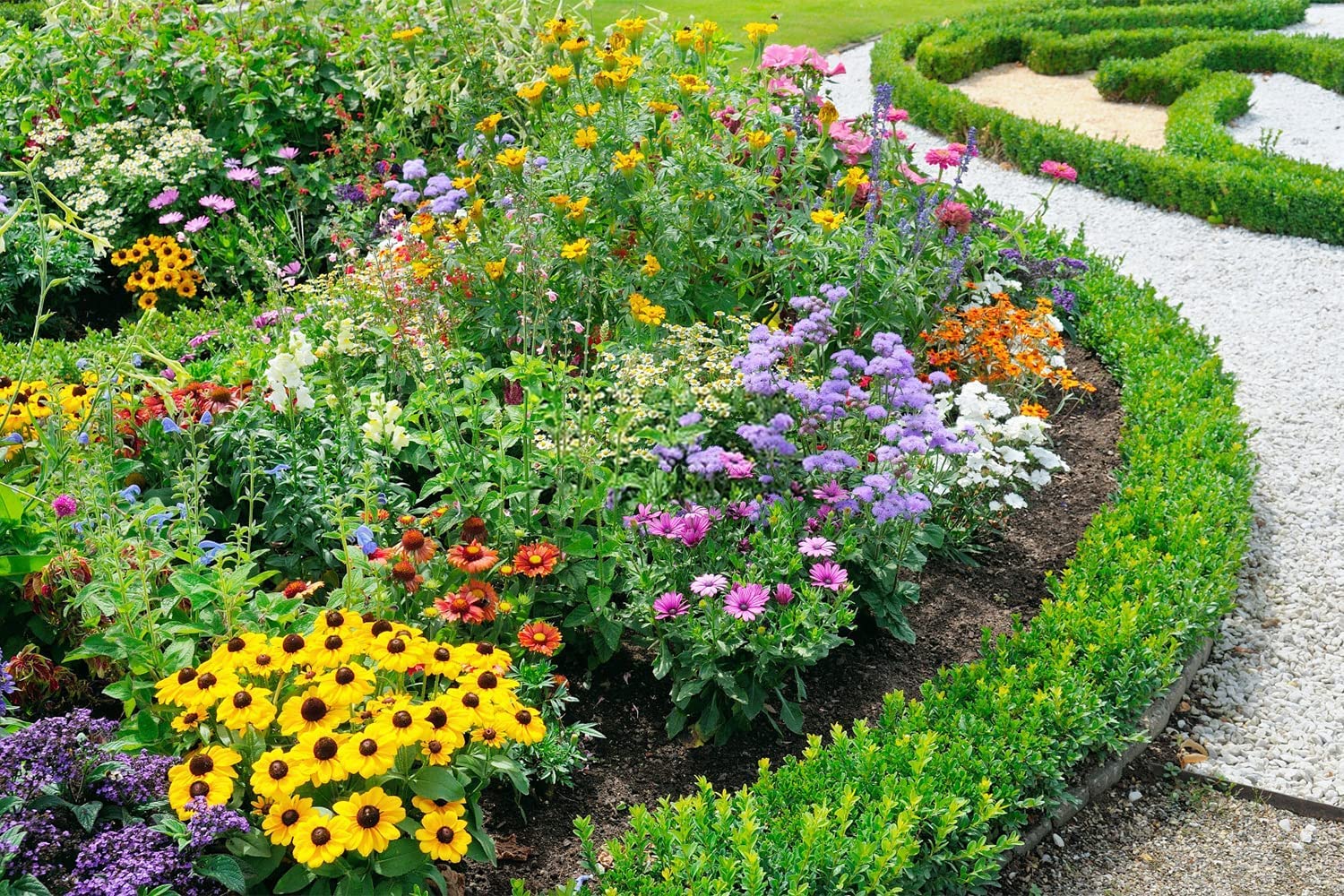 10000+ Perennial Mix Wildflower Seeds 16 Assorted Varieties of Heirloom Flower -1oz Zinnia Poppy Crimson Clover Milkweed Lupine Marigold Mexican Hat Sage Nasturtium