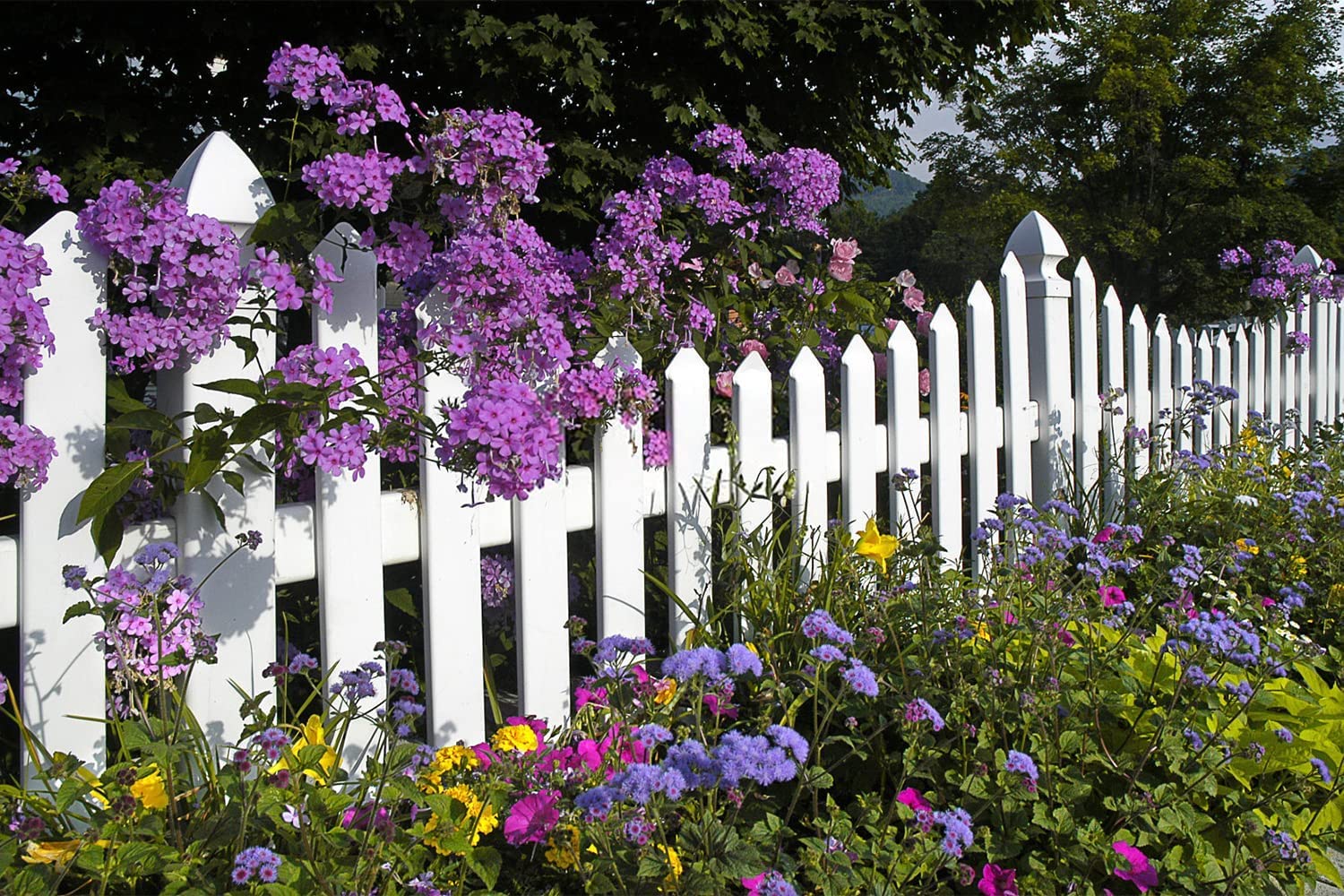 10000+ Perennial Mix Wildflower Seeds 16 Assorted Varieties of Heirloom Flower -1oz Zinnia Poppy Crimson Clover Milkweed Lupine Marigold Mexican Hat Sage Nasturtium