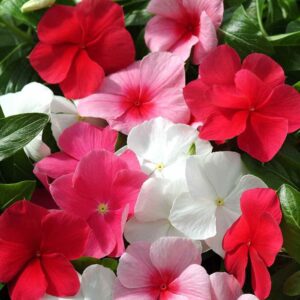 outsidepride 2000 seeds annual vinca periwinkle ground cover & flower seed mix for planting