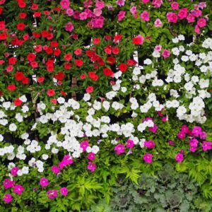 Outsidepride 2000 Seeds Annual Vinca Periwinkle Ground Cover & Flower Seed Mix for Planting