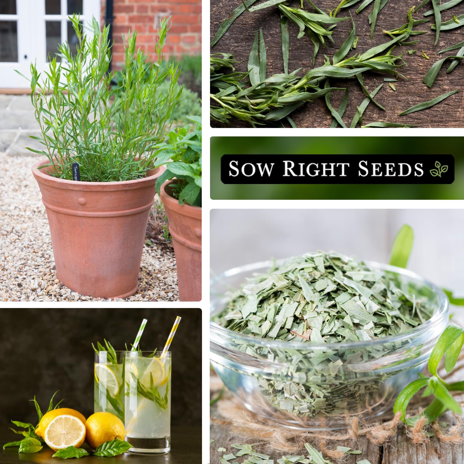 Sow Right Seeds - French Tarragon Seeds for Planting - Non-GMO Heirloom Packet with Instructions to Plant an Outdoor or Indoor Herb Garden - Culinary Leafy Green - Long Lasting Perennial Seasoning (1)