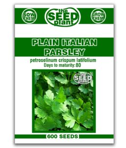 plain italian parsley seeds - 600 seeds non-gmo