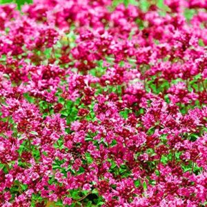 Red Creeping Thyme Seeds for Planting 21000+ Non-GMO Perennial Flower Seeds Landscaping Ground Cover Plant Seeds