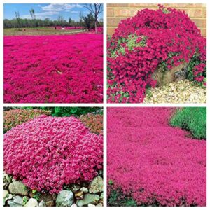 red creeping thyme seeds for planting 21000+ non-gmo perennial flower seeds landscaping ground cover plant seeds