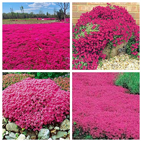 Red Creeping Thyme Seeds for Planting 21000+ Non-GMO Perennial Flower Seeds Landscaping Ground Cover Plant Seeds