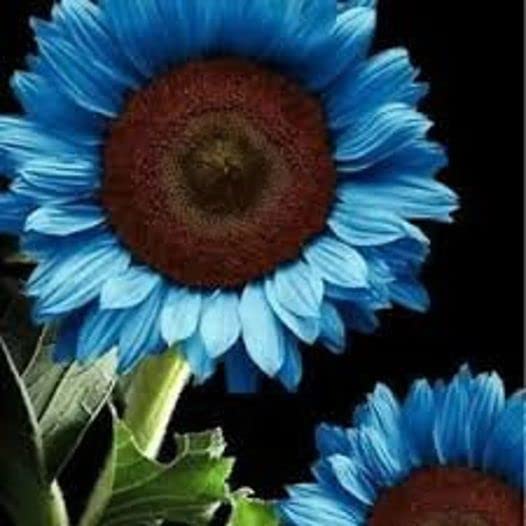 60pcs Rare Midnight Oil Blue Sunflower Seeds Beautiful and Organic Hybrid for Your Home Garden