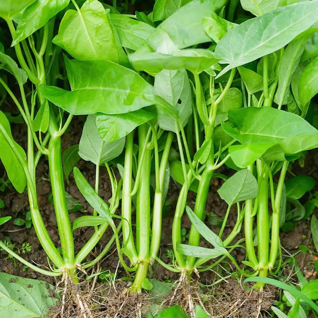 1200+ Kong Xin CAI Vegetable Seeds Water Spinach Kangkong Delicious Vegetable Seeds for Green Leaf Planting Garden Non-GMO Choy Ong Seed