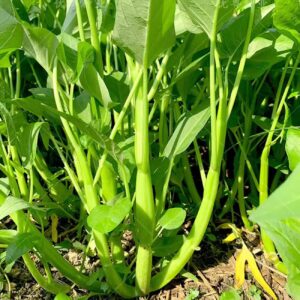 1200+ Kong Xin CAI Vegetable Seeds Water Spinach Kangkong Delicious Vegetable Seeds for Green Leaf Planting Garden Non-GMO Choy Ong Seed