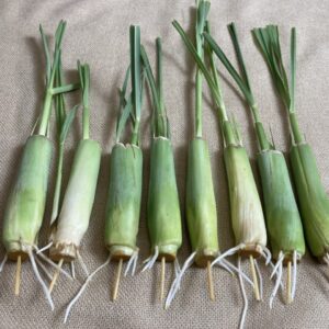 8 Rooted Lemongrass Stalks 5-6 inches Long Ready to Plant | Fast Growing Lemon Grass Live Plant