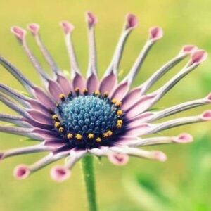 African Daisy Rare Blue Purple Daisy Flower Seed for Planting