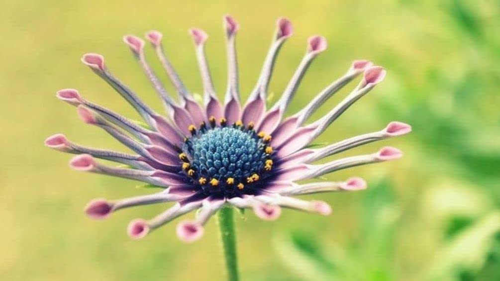 African Daisy Rare Blue Purple Daisy Flower Seed for Planting