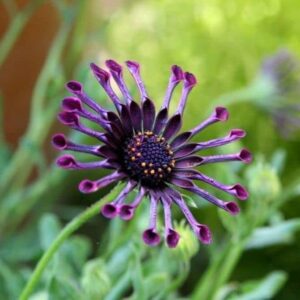 African Daisy Rare Blue Purple Daisy Flower Seed for Planting