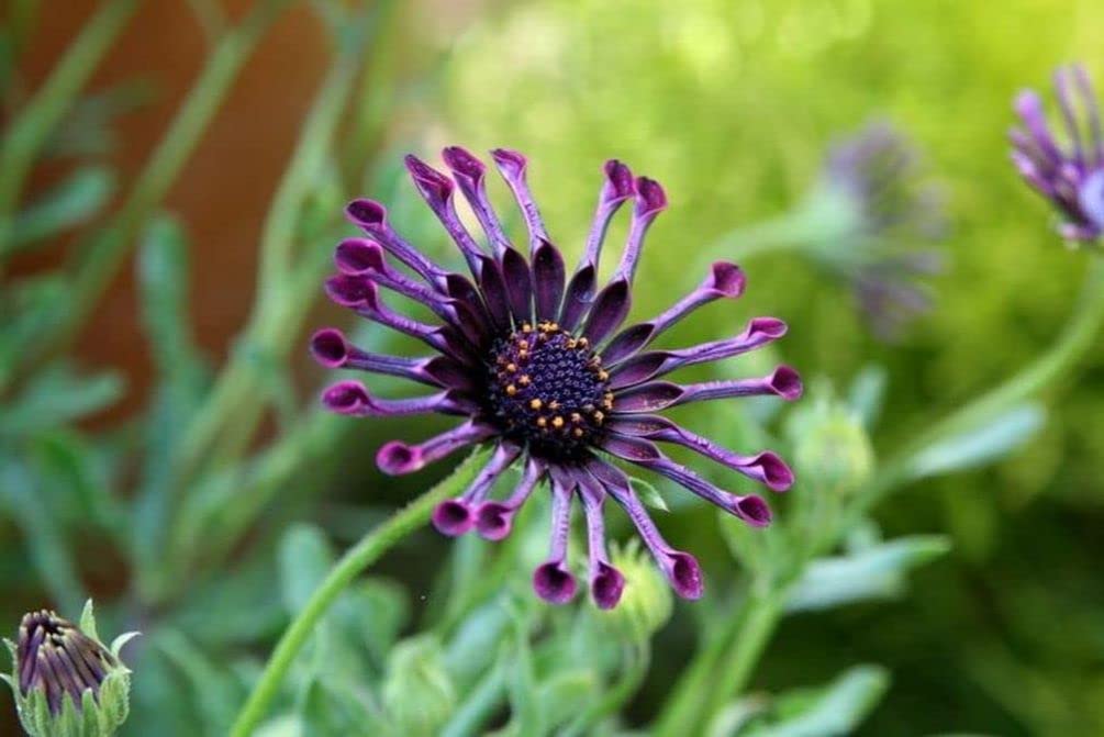 African Daisy Rare Blue Purple Daisy Flower Seed for Planting