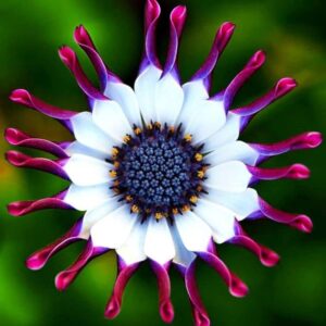 African Daisy Rare Blue Purple Daisy Flower Seed for Planting