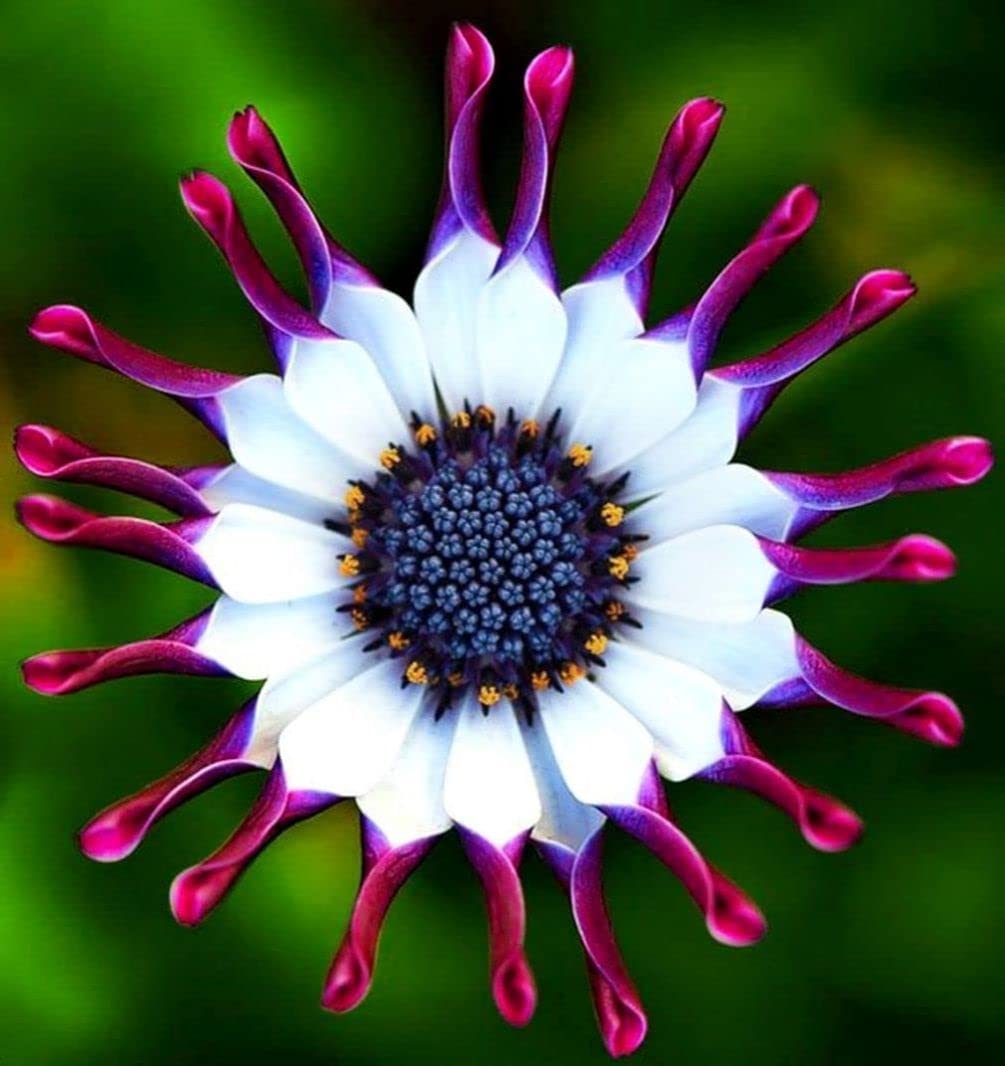 African Daisy Rare Blue Purple Daisy Flower Seed for Planting