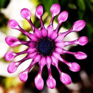 African Daisy Rare Blue Purple Daisy Flower Seed for Planting