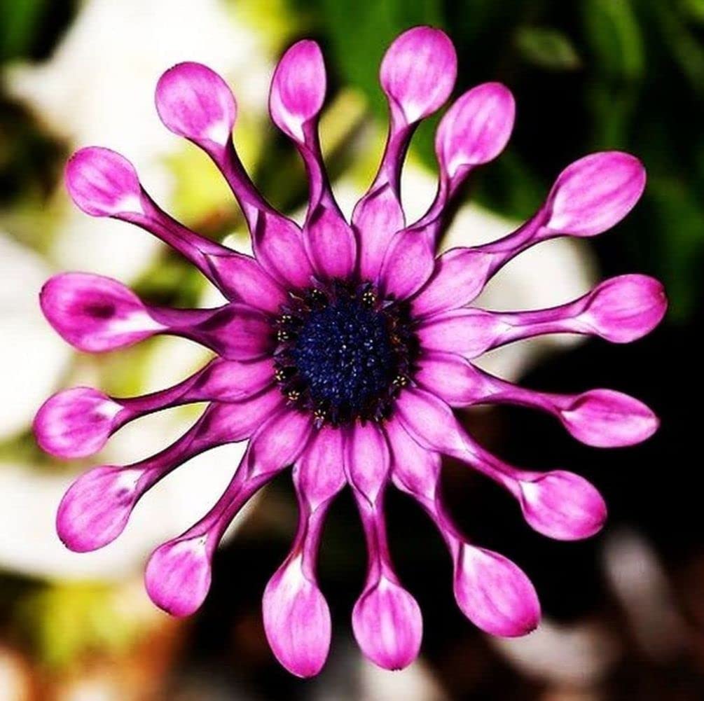 African Daisy Rare Blue Purple Daisy Flower Seed for Planting