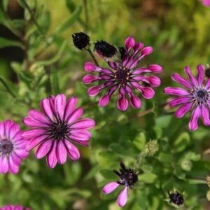 African Daisy Rare Blue Purple Daisy Flower Seed for Planting