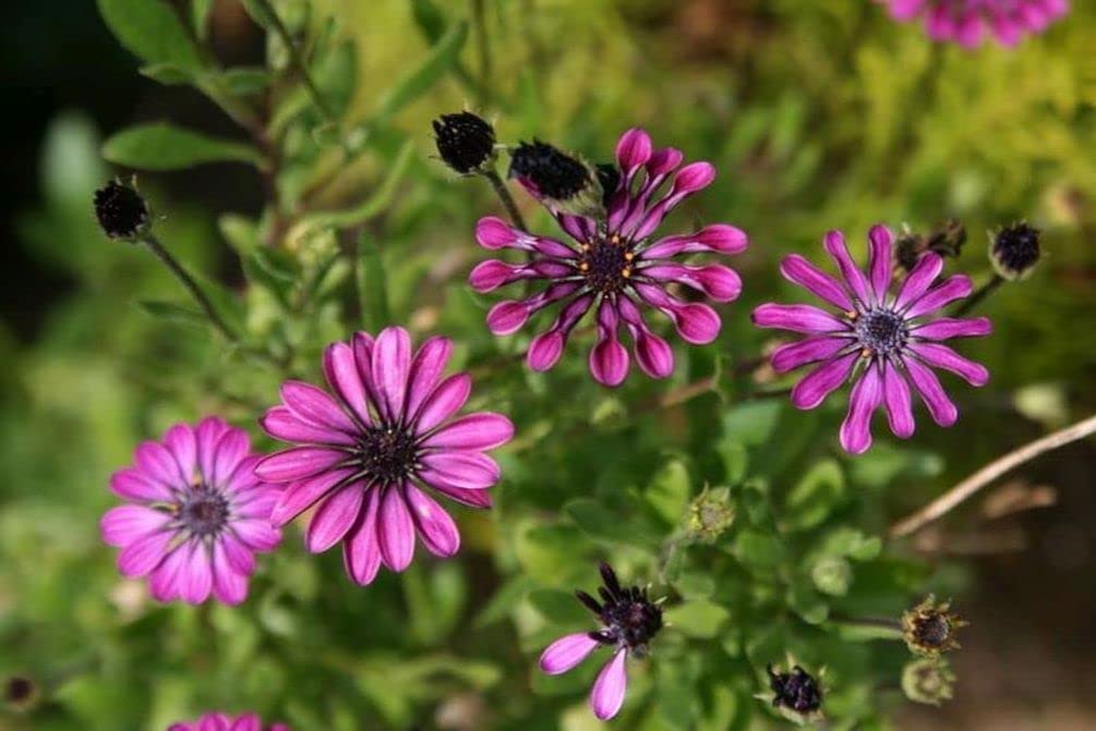 African Daisy Rare Blue Purple Daisy Flower Seed for Planting