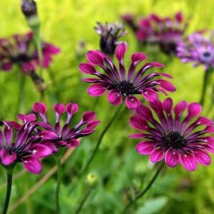 African Daisy Rare Blue Purple Daisy Flower Seed for Planting