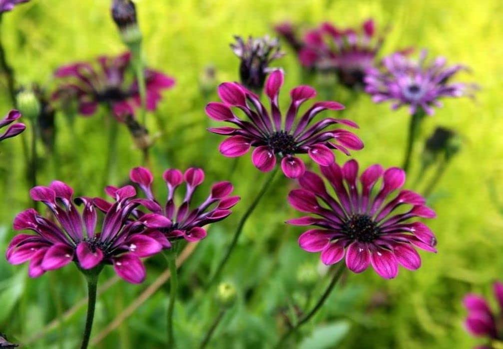 African Daisy Rare Blue Purple Daisy Flower Seed for Planting