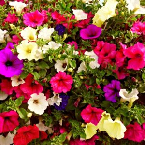 5200+ Petunia Seeds Grandiflora Flowers Mixed Rainbow Color for Bonsai Planting Home Garden House Plant Flower Seed Mix Color