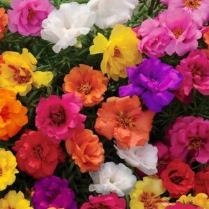 10000 mixed moss rose seeds - hoa mười giờ - aka. portulaca grandiflora mix, moss-rose purslane, eleven o'clock, mexican rose, sun rose, rock rose, heat & drought tolerant 2.5 grams