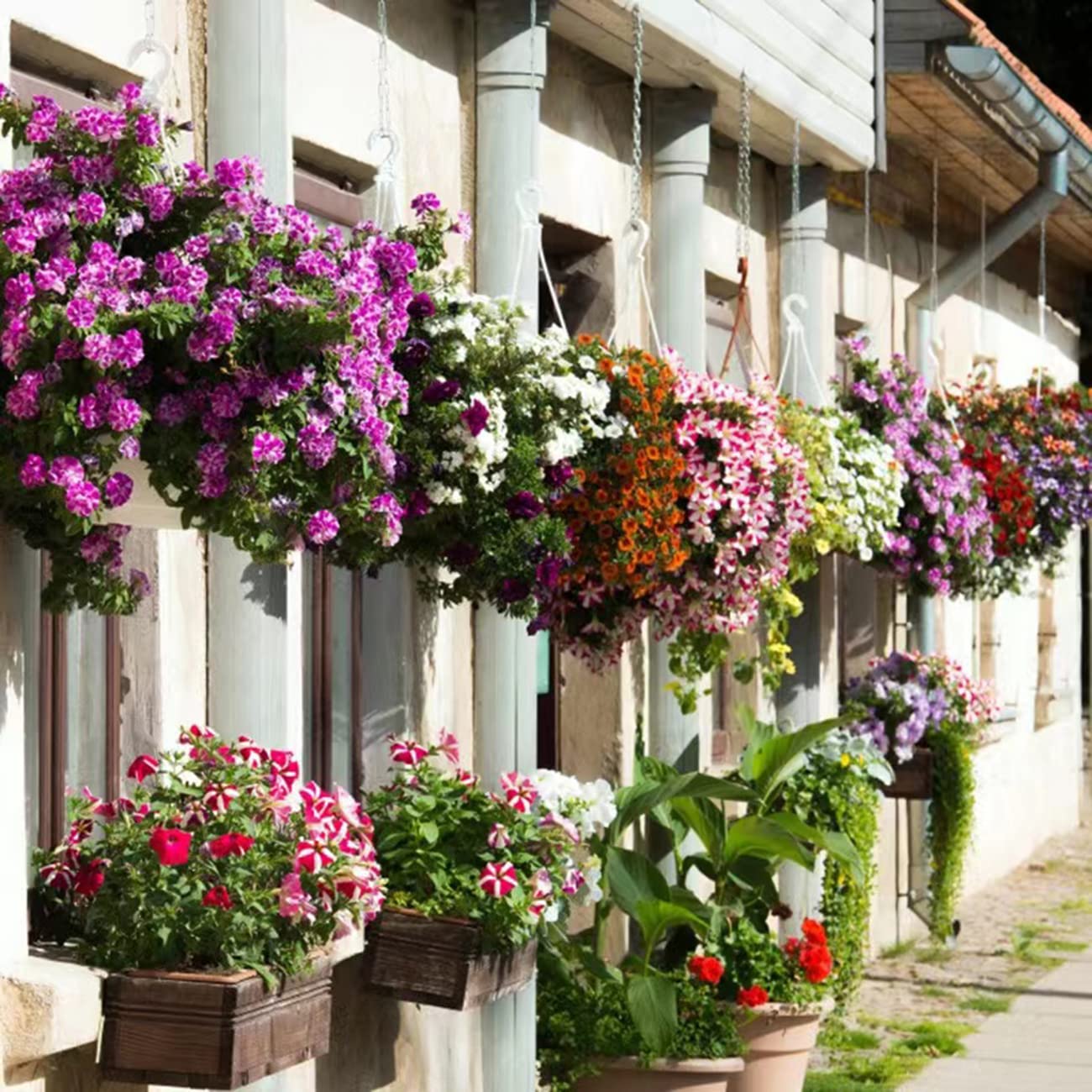 5200+ Petunia Seeds Grandiflora Flowers Mixed Rainbow Color for Bonsai Planting Home Garden House Plant Flower Seed Mix Color