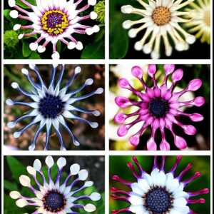 African Daisy Rare Blue Purple Daisy Flower Seed for Planting