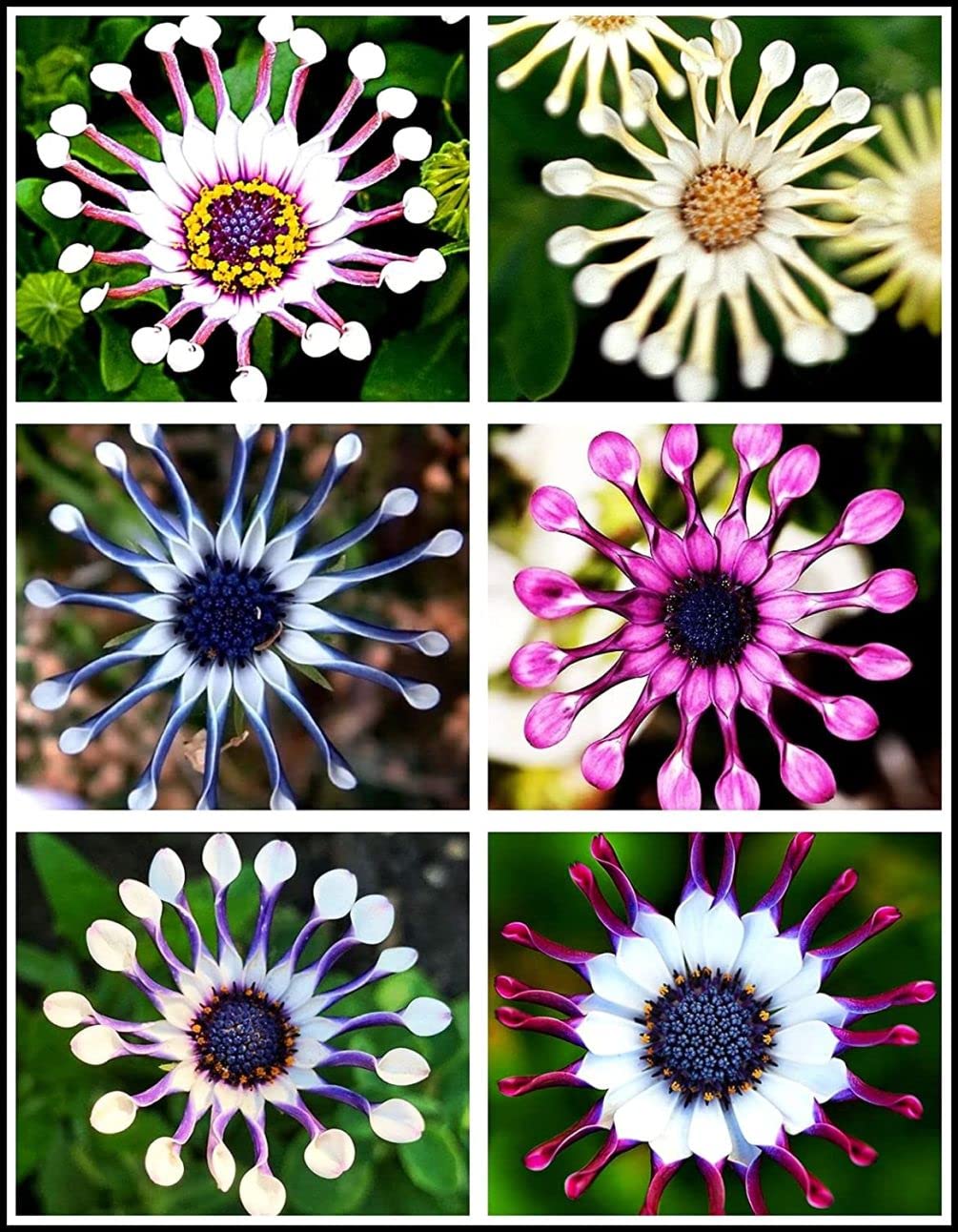 African Daisy Rare Blue Purple Daisy Flower Seed for Planting