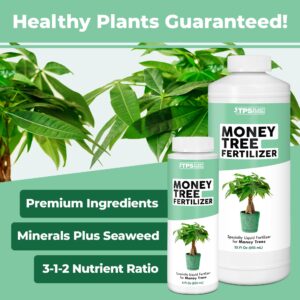 Money Tree Fertilizer for Money Trees and All Pachira Plants, Liquid Plant Food 8 oz (250mL)