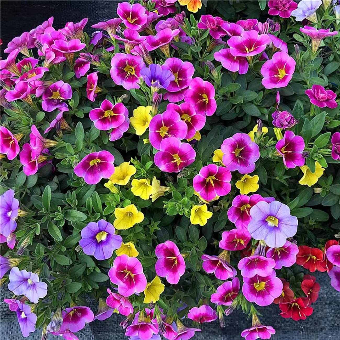 5200+ Petunia Seeds Grandiflora Flowers Mixed Rainbow Color for Bonsai Planting Home Garden House Plant Flower Seed Mix Color