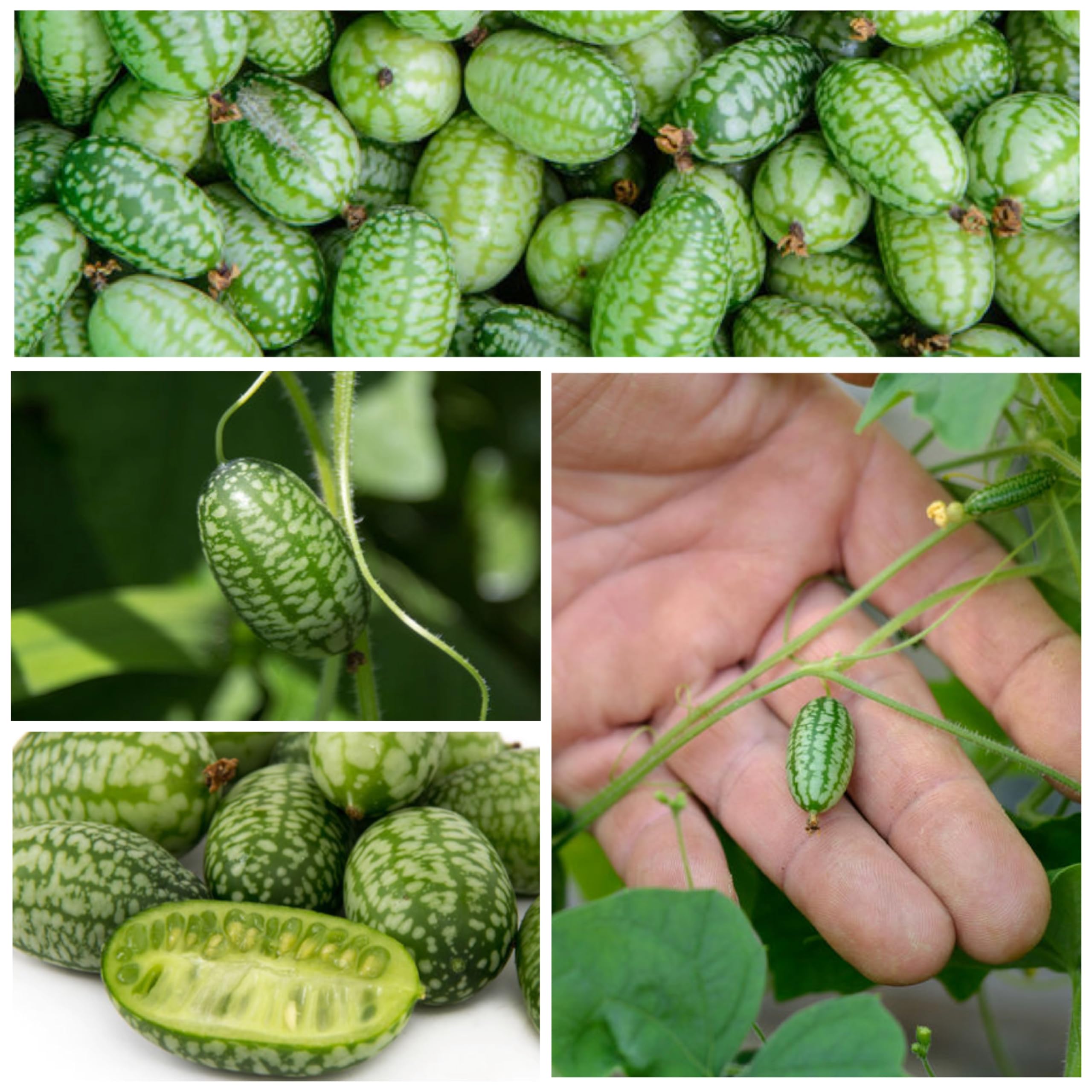 Seed Needs, Cucamelon Seeds - 65 Heirloom Seeds for Planting Melothria scobra - Mexican Sour Gherkin Non-GMO & Untreated, Boasts a Light Citrus Flavor, (1 Pack)