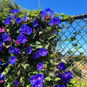 5200+ Petunia Seeds Grandiflora Flowers Mixed Rainbow Color for Bonsai Planting Home Garden House Plant Flower Seed Mix Color