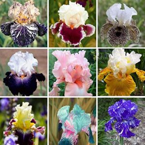 35pcs rare heirloom iris seeds - beautiful and colorful blooms for your garden - multi-varieties