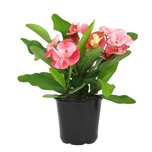 Euphorbia Crown of Thorns Plant Decor, Perennial Plants Ready to Plant, Cactus Plants Live Houseplants, Outdoor Plants Live House Plants Live Plants Indoor Plants Live Houseplants by Plants for Pets