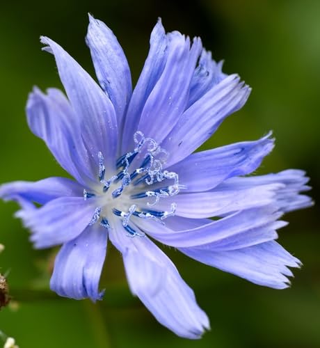 Rare Blue Daisy Seeds for Planting - Beautiful Flowers for The Garden