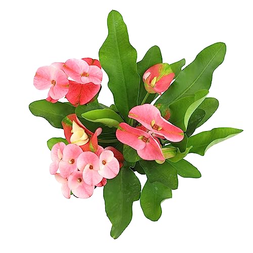 Euphorbia Crown of Thorns Plant Decor, Perennial Plants Ready to Plant, Cactus Plants Live Houseplants, Outdoor Plants Live House Plants Live Plants Indoor Plants Live Houseplants by Plants for Pets