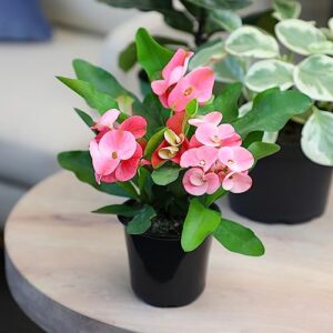 Euphorbia Crown of Thorns Plant Decor, Perennial Plants Ready to Plant, Cactus Plants Live Houseplants, Outdoor Plants Live House Plants Live Plants Indoor Plants Live Houseplants by Plants for Pets